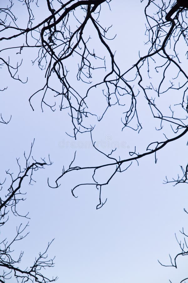 Intricacy on tree branches stock image. Image of backdrop - 105963795