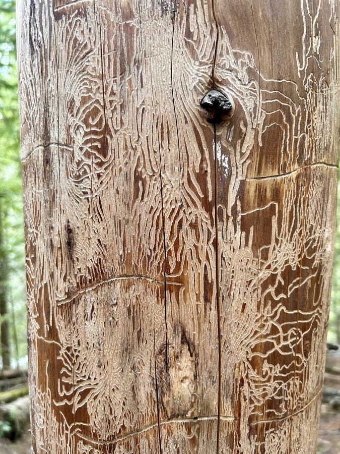 Intricate Beetle Patterns on Tree Bark Stock Photo - Image of growth ...