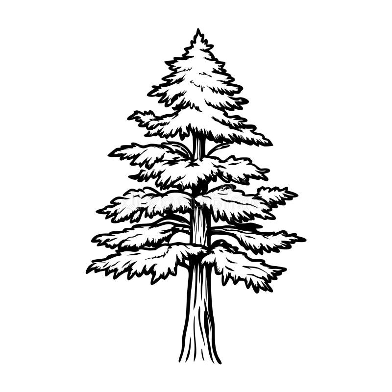 Intricate Black and White Drawing of a Tall Pine Tree with Detailed ...