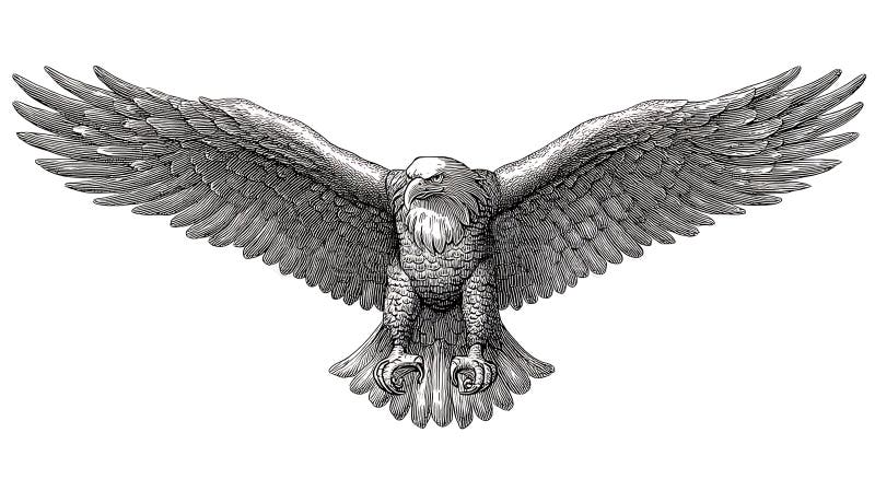 Intricate Black and White Illustration of an Eagle in Flight, Wings ...