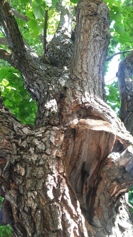 Intricate Complex Natural Beauty Stock Image - Image of beauty ...