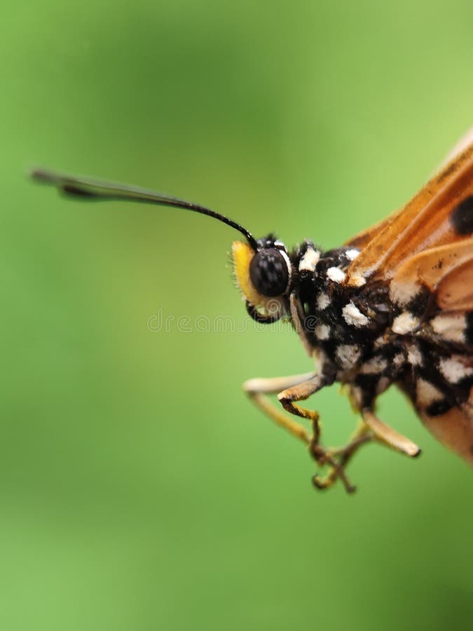Intricate Details of a Butterfly& X27;s Wing, a Tiny Masterpiece of ...