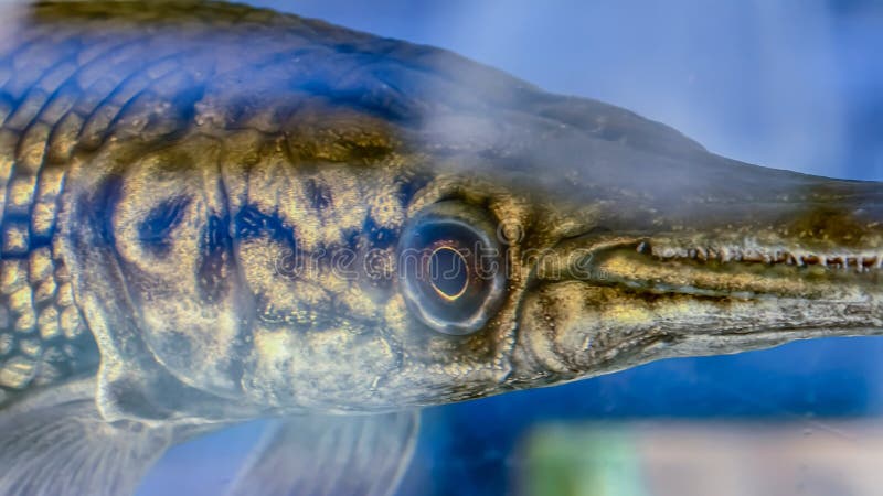 5,458 Gar Stock Photos - Free & Royalty-Free Stock Photos from Dreamstime