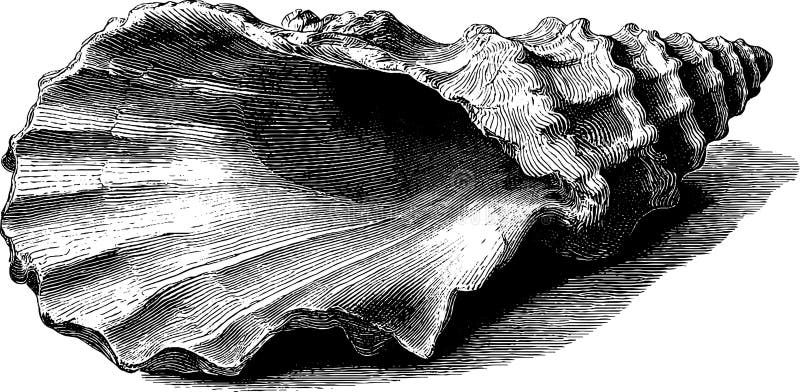 Intricate Engraving of Baroque Shell Art with Bold Black Lines Stock ...