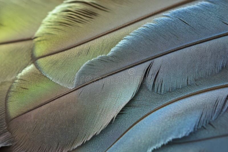 Intricate Feather Close-up Texture, Overlapping Soft Patterns in ...