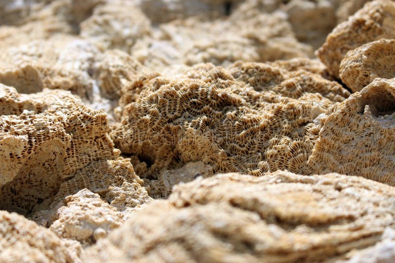 Intricate Fossilized Coral Patterns on a Sandy Rock in a Closeup View ...
