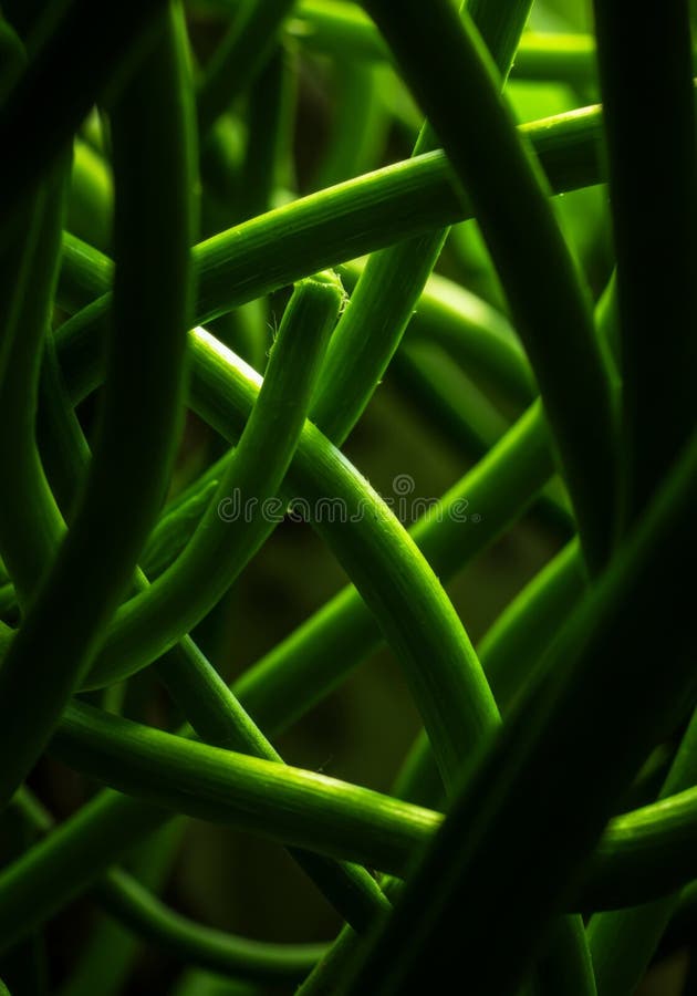 Intricate Green Plant Stems Pattern Close-Up Stock Illustration ...