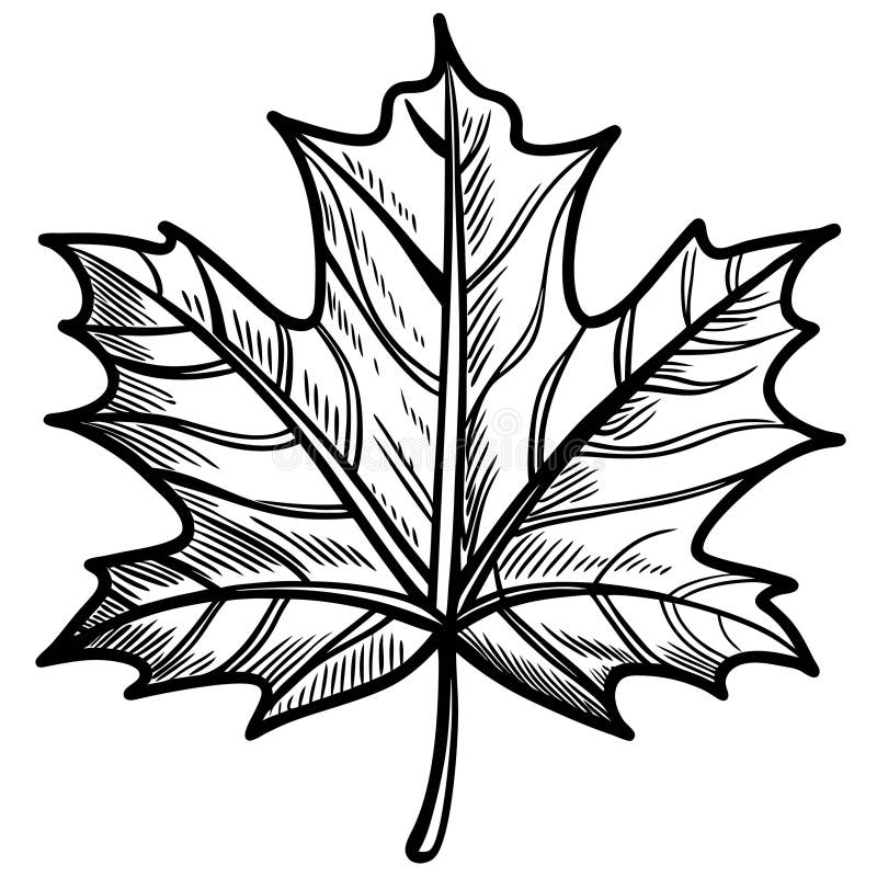 Intricate Maple Leaf Illustration Showcasing Detailed Linework and ...
