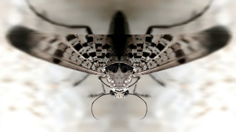 Symmetrical Moth Stock Illustrations – 2,177 Symmetrical Moth Stock ...