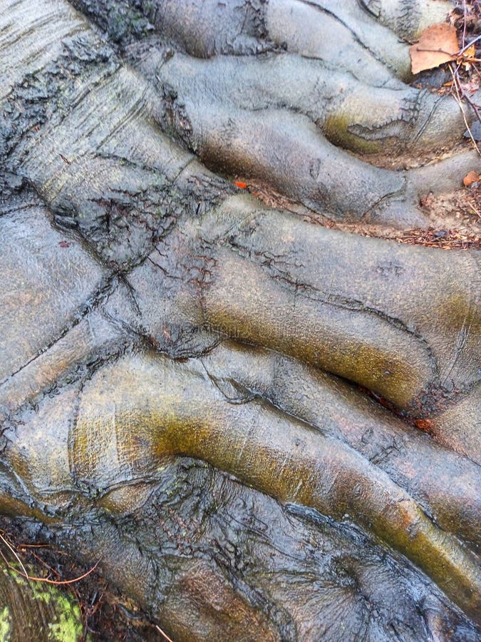 Background Nature. Abstract Nature. Fagus Sylvatica. Nature Relief ...