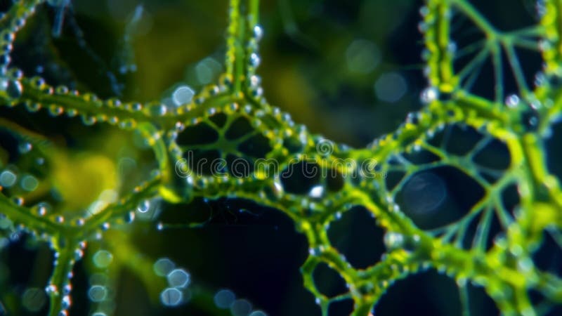 A Single Cell Micrograph Displaying the Unique Lipid Raft Organization ... A Single Cell Micrograph Displaying the Unique Lipid Raft Organization ...