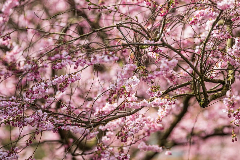 Intricate Network of Cherry Blossom Tree Branches in Full Bloom.. Stock ...