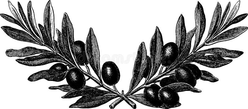 Intricate Olive Branch Engraving Design for Botanical Art and Decor ...