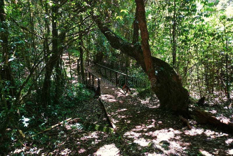 Intricate Paths in Tropical Vegetation Stock Image - Image of forest ...