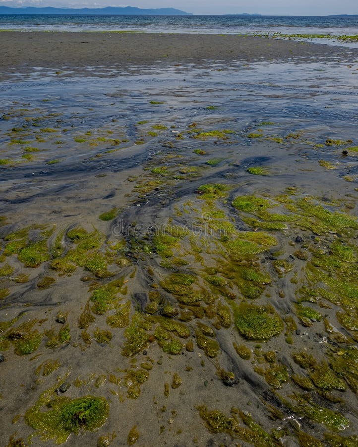 Intricate Pattern on Tidal Flat Stock Photo - Image of island, comox ...