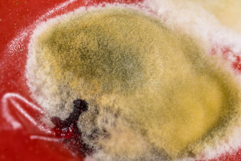 Intricate Patterns of Mold Growth on Tomato Skin Stock Image - Image of ...