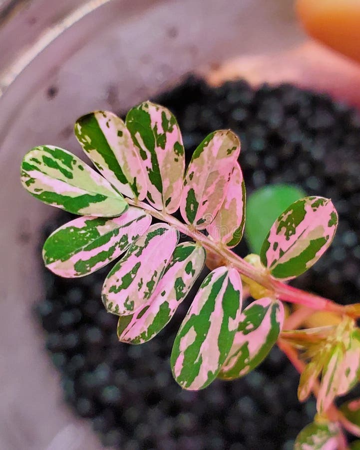 Intricate Pink and Green Leaf Patterns of Phyllanthus Niruri Pink ...