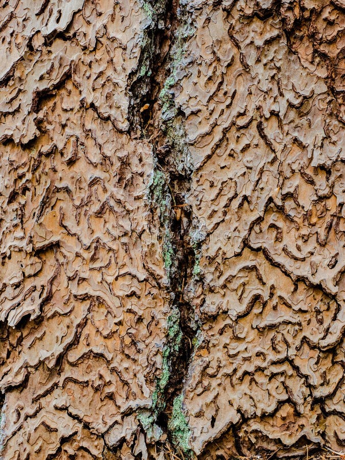Intricate tree bark stock photo. Image of green, brown - 129453280