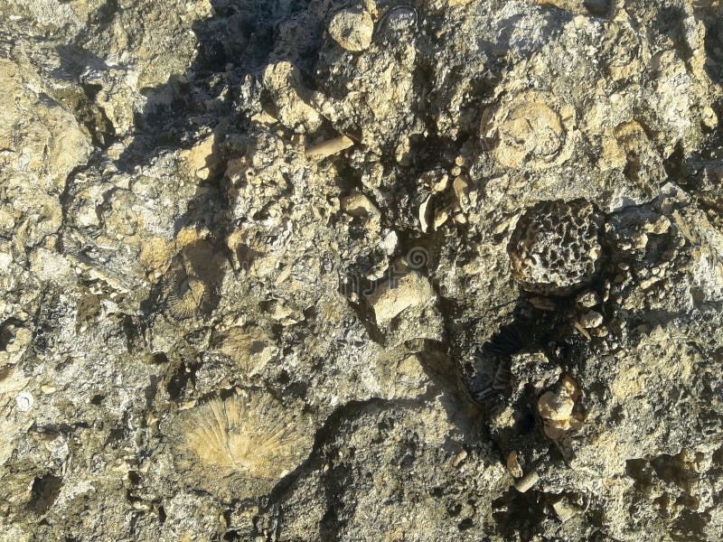 Intricate Rock Surface with Fossilized Shells and Varied Geological ...