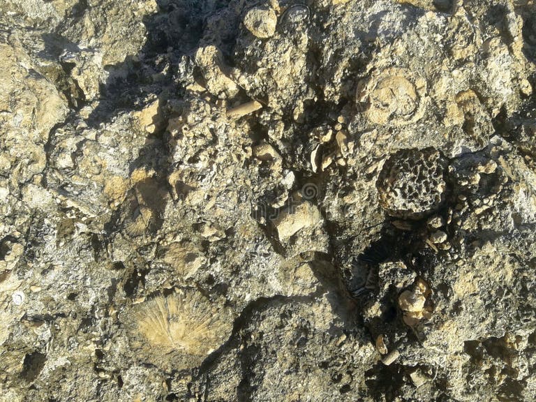 Intricate Rock Surface with Fossilized Shells and Varied Geological ...