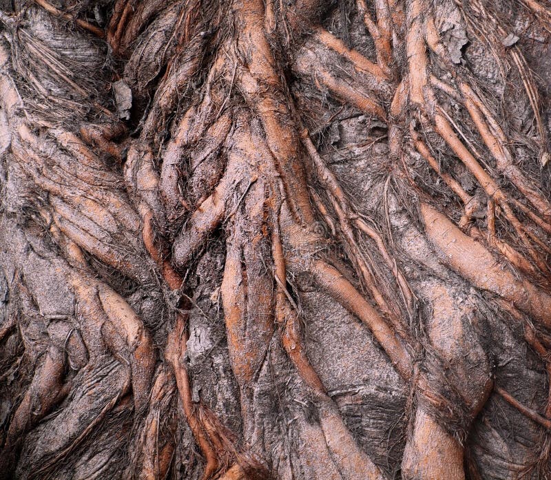 Intricate Root System stock photo. Image of tree, strength - 18686454