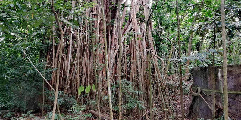 Intricate Root System of Fig Trees Stock Image - Image of tropical ...