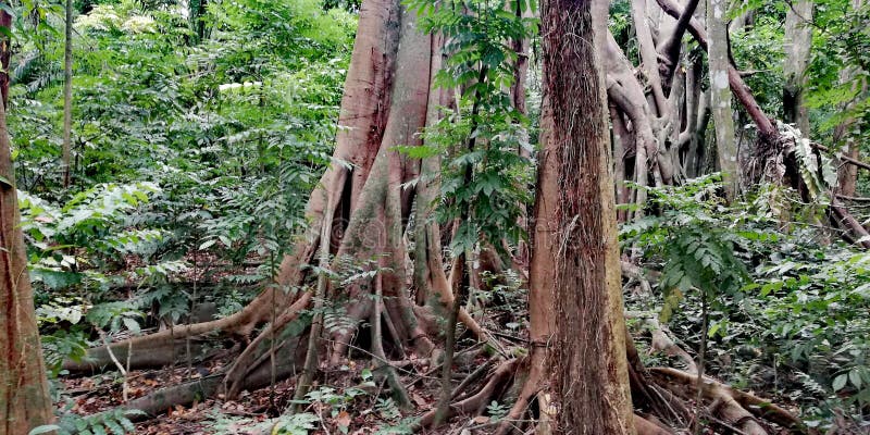 Intricate Root System of Fig Trees Stock Photo - Image of broad ...