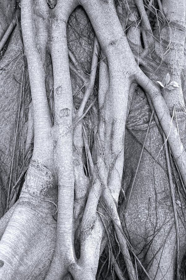 Intricate Root System of Fig Trees Stock Image - Image of species ...