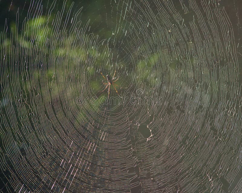 A Spider in Its Intricate Web in a Tropical Jungle Stock Photo - Image ... A Spider in Its Intricate Web in a Tropical Jungle Stock Photo - Image ...