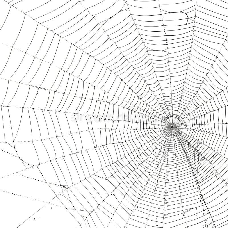 Intricate Spider Web in Halftone, Isolated on Clear White Background ...