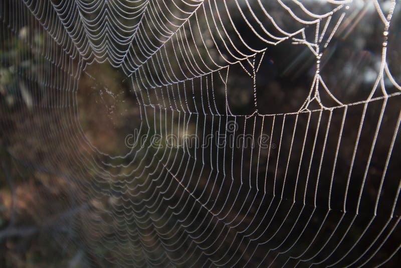 Intricate spider web stock photo. Image of trap, intricacy - 105964840