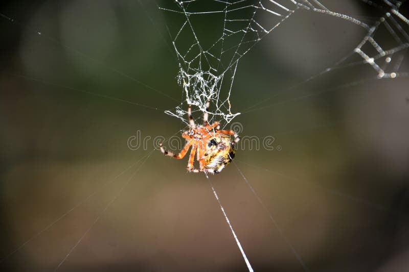 Marbled Orbweaver Spider in a Complex Web Stock Image - Image of weaver ...