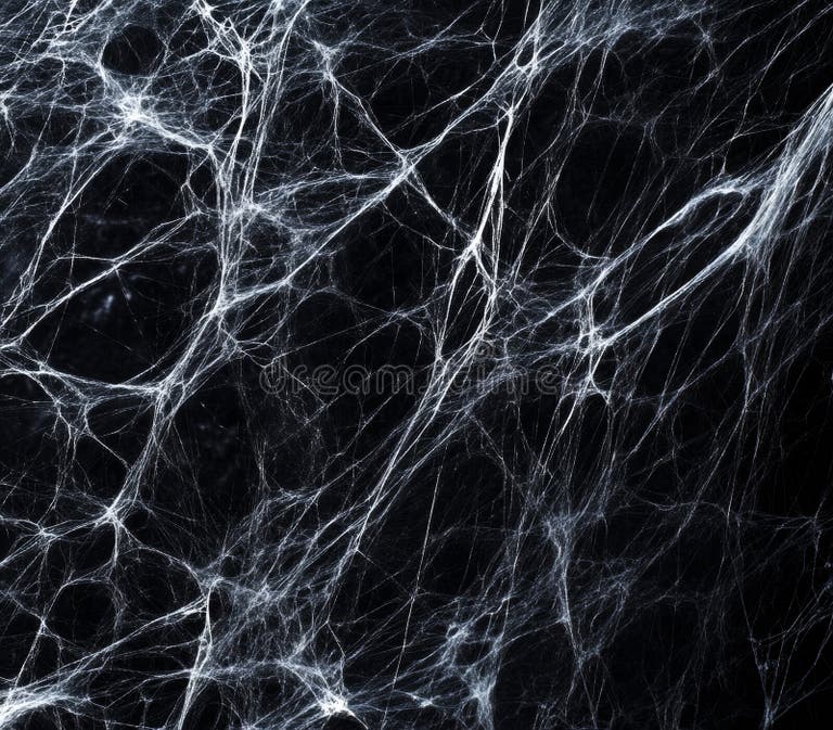 Intricate Spider Web Network on Dark Background Highlighting Delicate ...