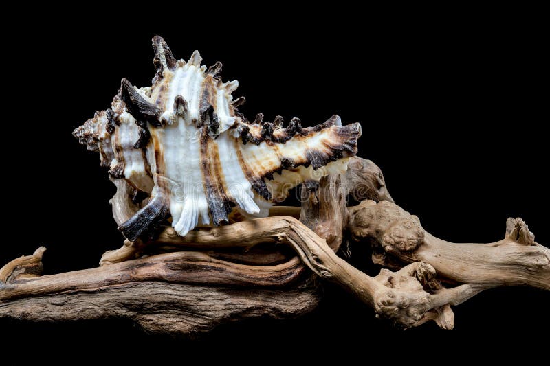 Intricate Spiny Murex Seashell on Driftwood Stock Photo - Image of ...
