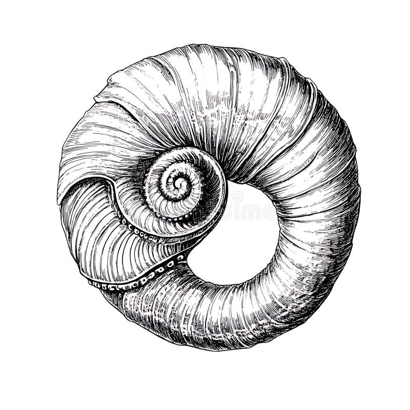 Intricate Spiral Shell Drawing, Monochrome Stock Illustration ...