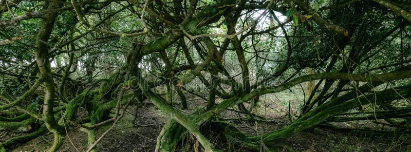 Intricate and Tangled Branches Create a Lush Green Environment in a ...