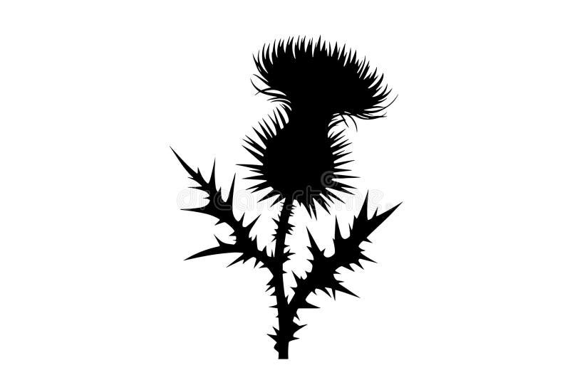 Intricate Thistle Silhouette Design for Illustrations and Tattoos Stock ...