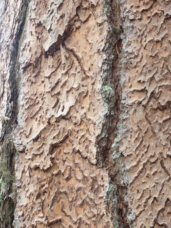 Intricate tree bark stock image. Image of shaped, pattern - 129453331