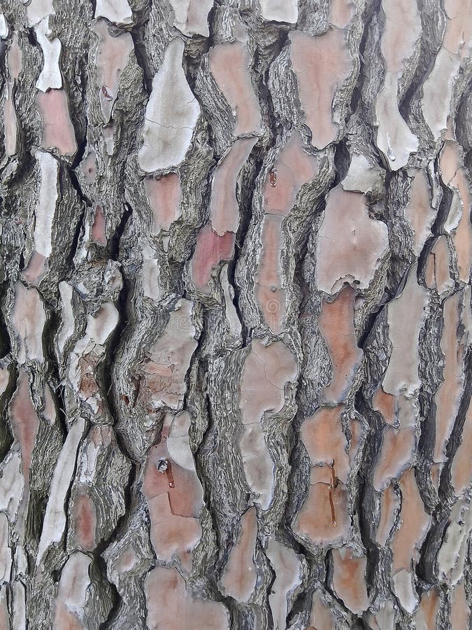 Intricate Tree Bark Texture Stock Photo - Image of designs, shades ...