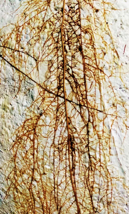 Withered Forest Pattern Designs Stock Photos - Free & Royalty-Free ...