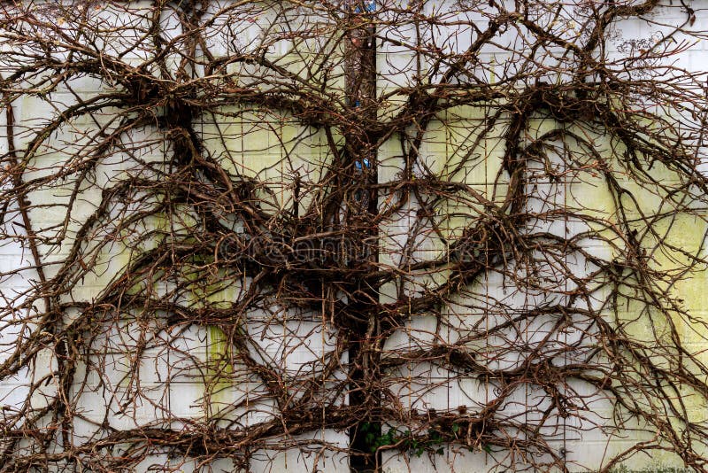 Intricate Vine Pattern on a Wall Showcasing Nature S Design Stock Photo ...