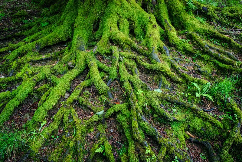 An Intricate Web of Exposed Tree Roots, Covered in Fresh Green Moss ...