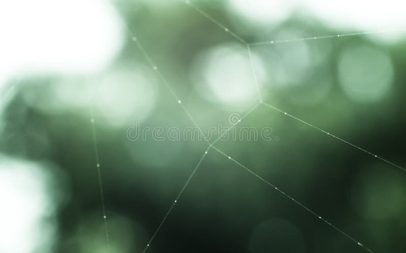 Intricate Web stock image. Image of structure, path, trap - 95044727