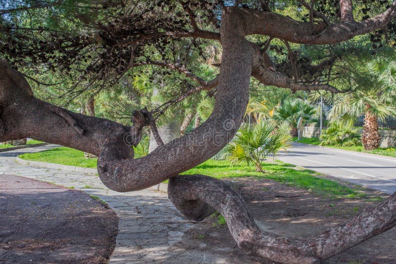 Curved Oak Tree on the Edge of a Cliff in the Rocky Terrain Stock Photo ...