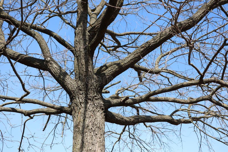 The Intriguing Branching Structure of a Leafless Tree Framed Against a ...