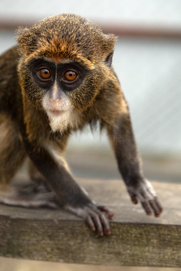 Introducing the Enigmatic Brazza S Monkey Stock Image - Image of ...