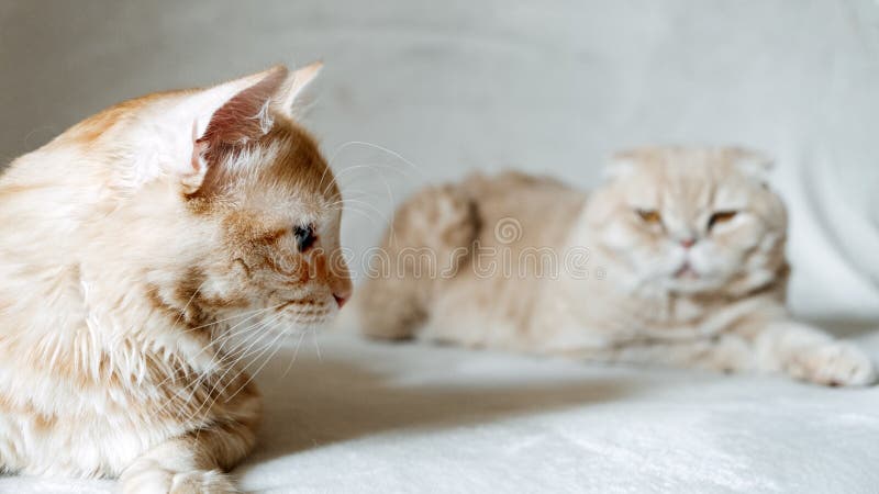 Introducing Two Cats. Adopt a Second Cat. Adding a Second Cat To Your ...