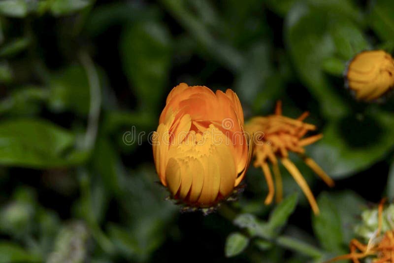 Introverted beauty of a stock photo. Image of highlighted - 89572934