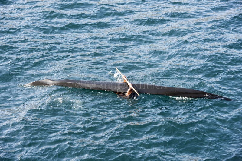 Inuit Doing the Eskimo Roll Stock Image - Image of kayak, demonstrate ...