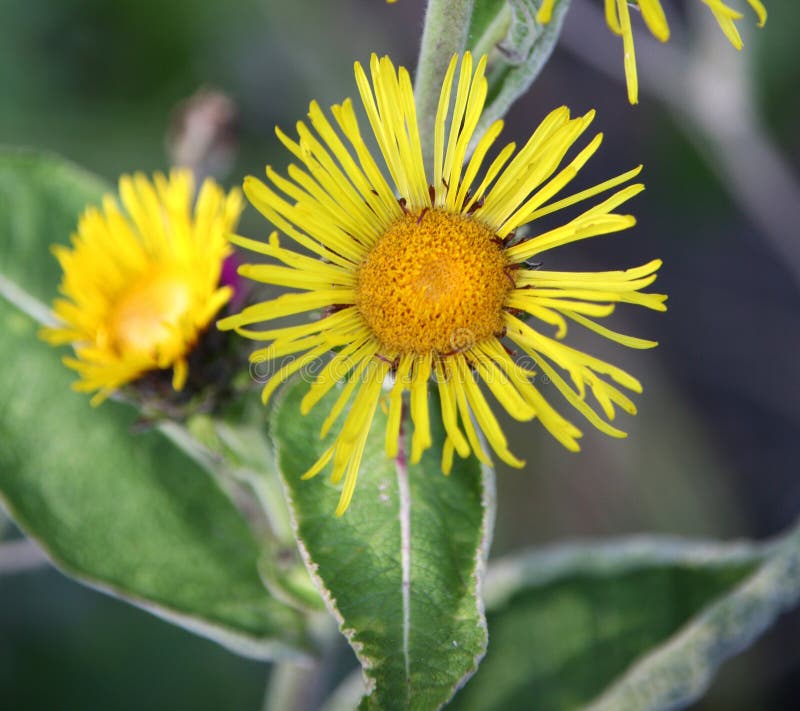 Inula stock image. Image of daisy, flower, bright, hookeri - 122317101